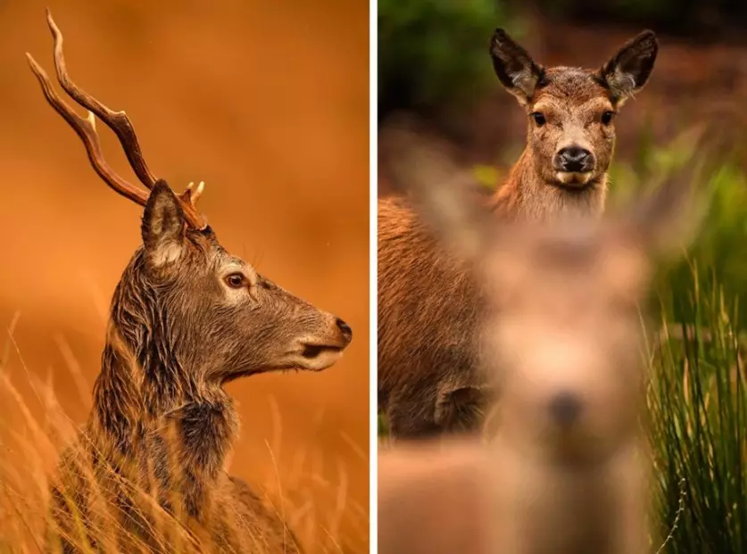 Noble Deer of Scotland en Jeff Mitchell Lens (Jeff J Mitchell) 9177_4