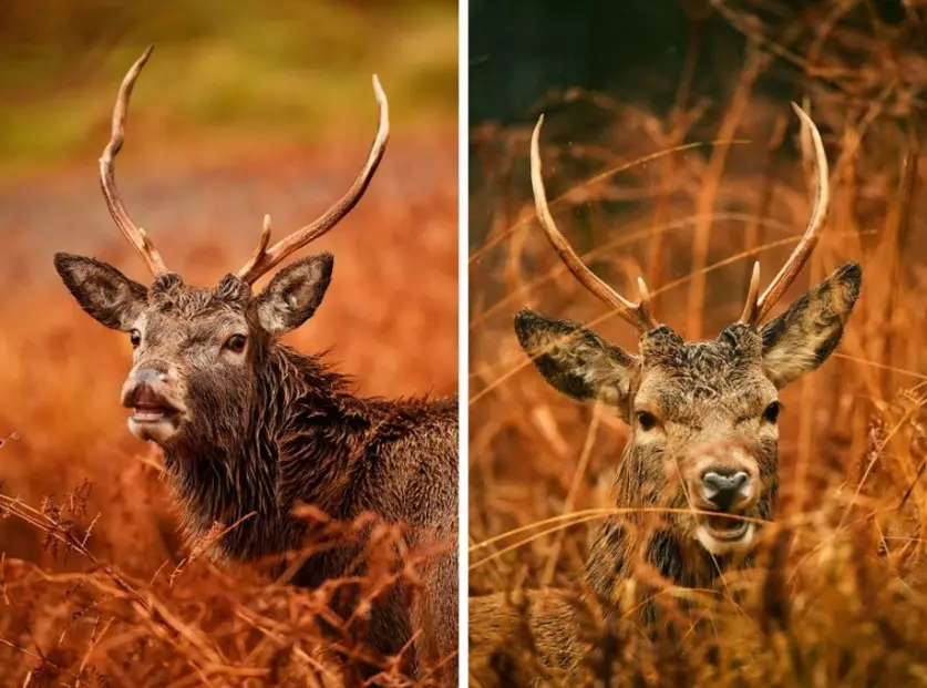 Noble Deer of Scotland en Jeff Mitchell Lens (Jeff J Mitchell) 9177_5