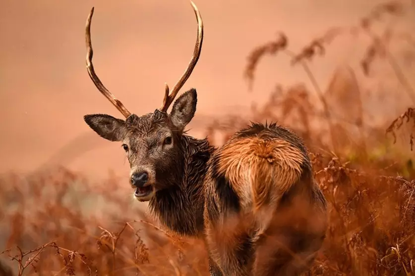 Noble Deer ng Scotland sa Jeff Mitchell Lens (Jeff J Mitchell) 9177_6