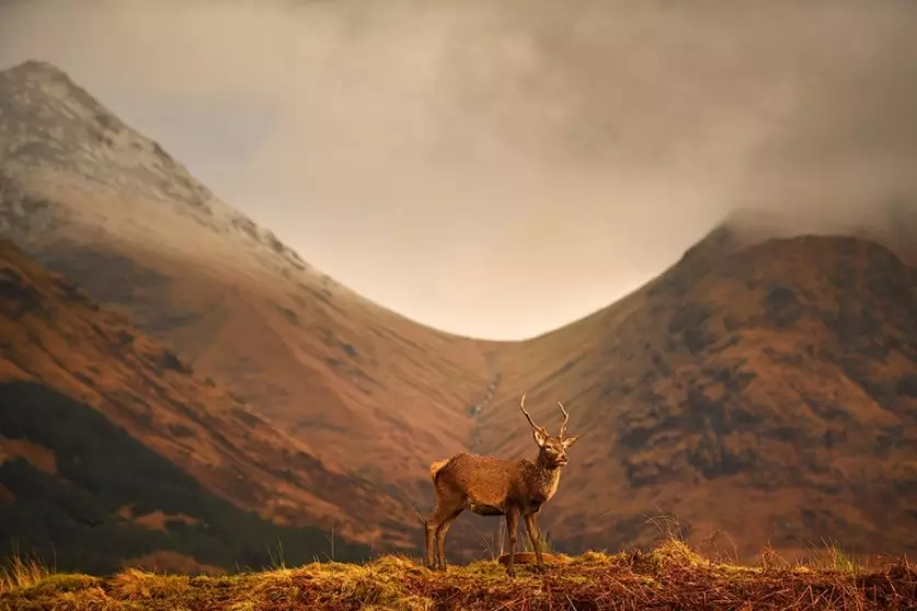 Noble Deer ng Scotland sa Jeff Mitchell Lens (Jeff J Mitchell) 9177_7