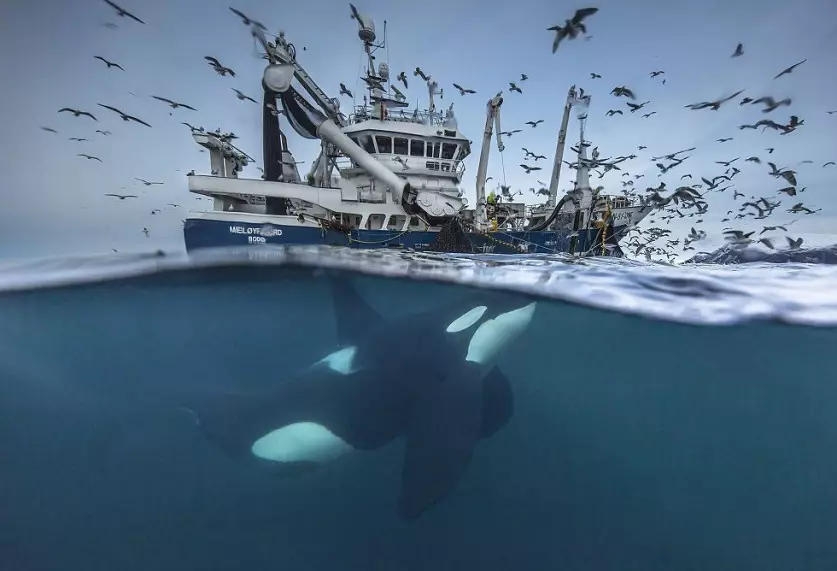 Die Hauptsache aus dem internationalen Fotografie-Wettbewerb Siena International Photo Award (SIPA) 2016 9226_1