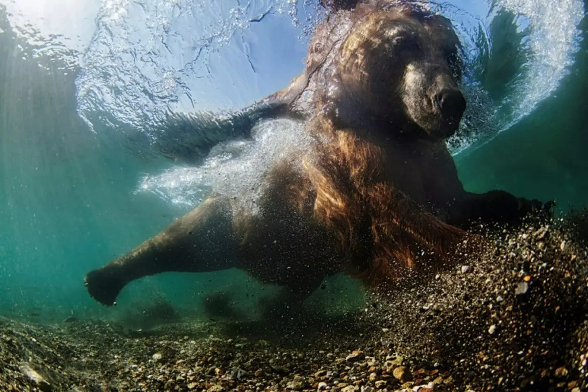 Die Hauptsache aus dem internationalen Fotografie-Wettbewerb Siena International Photo Award (SIPA) 2016 9226_16