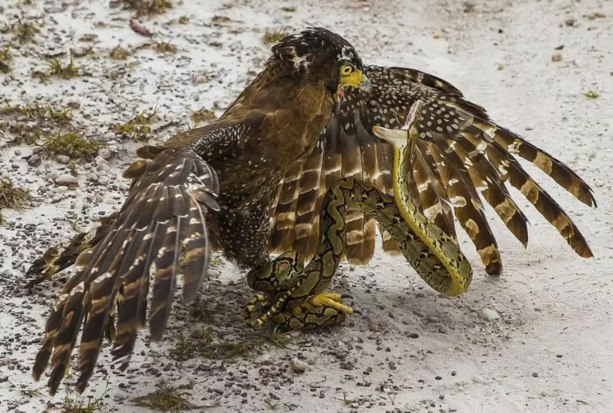 Glavna stvar iz međunarodne nagrade za fotografije fotografije Siena Međunarodna fotografija (SIPA) 2016 9226_8