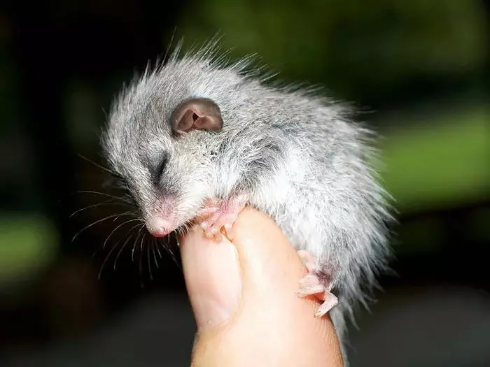 Bezittingen en opossums: grappig en schattig !!! 9287_1