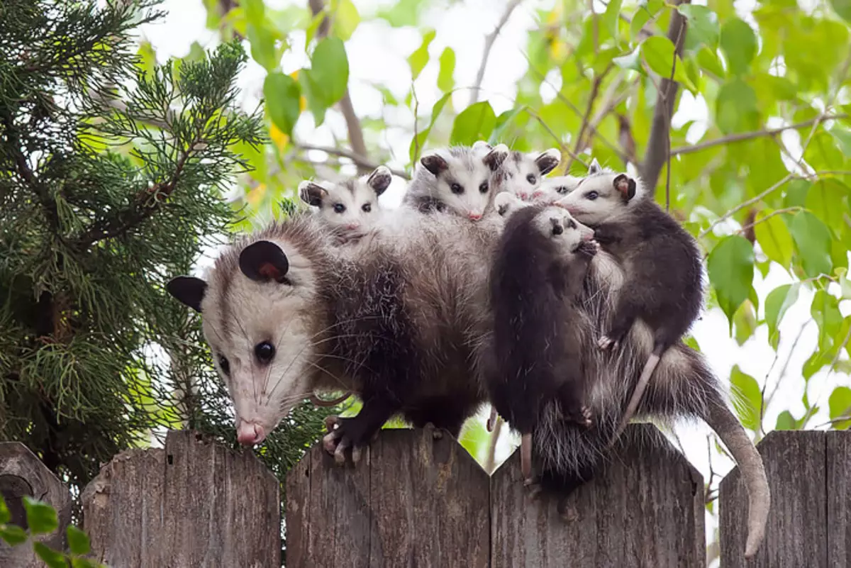 Bezittingen en opossums: grappig en schattig !!! 9287_11