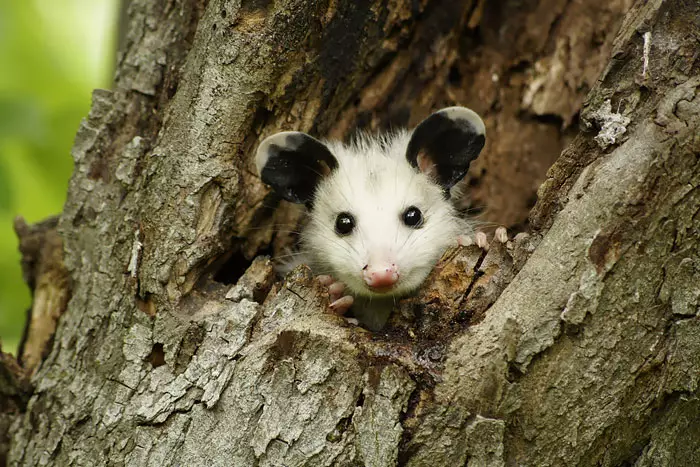 Bezittingen en opossums: grappig en schattig !!! 9287_12