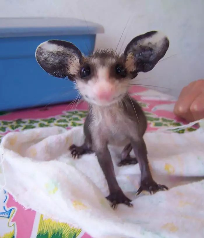 Posses dan opossum: Lucu dan imut !!! 9287_2