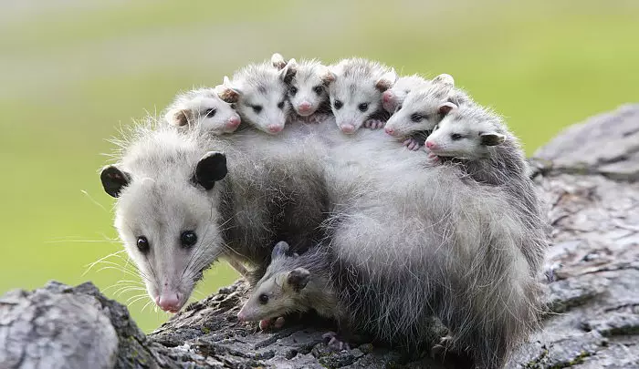 소유물과 opossums : 재미 있고 귀여운 !!! 9287_3