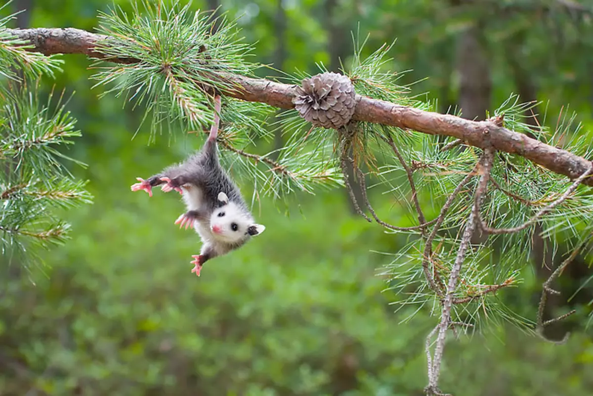 Posses dan opossum: Lucu dan imut !!! 9287_5