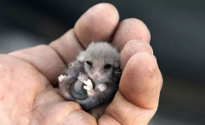 所持品とオウム：面白くてかわいい！ 9287_6