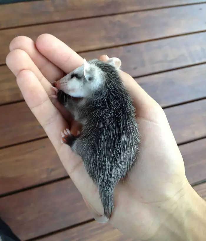 Bezittingen en opossums: grappig en schattig !!! 9287_7