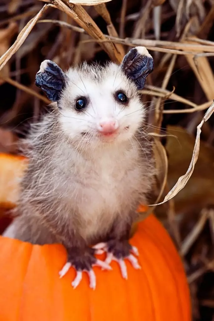 Bezittingen en opossums: grappig en schattig !!! 9287_8