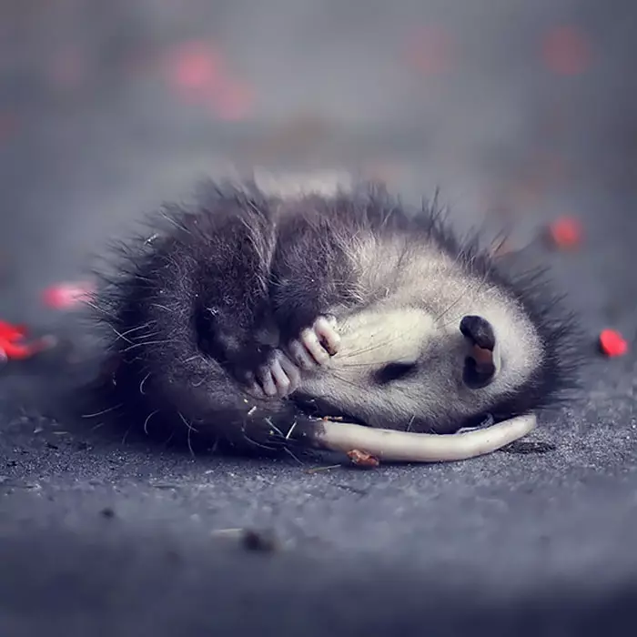 Bezittingen en opossums: grappig en schattig !!! 9287_9