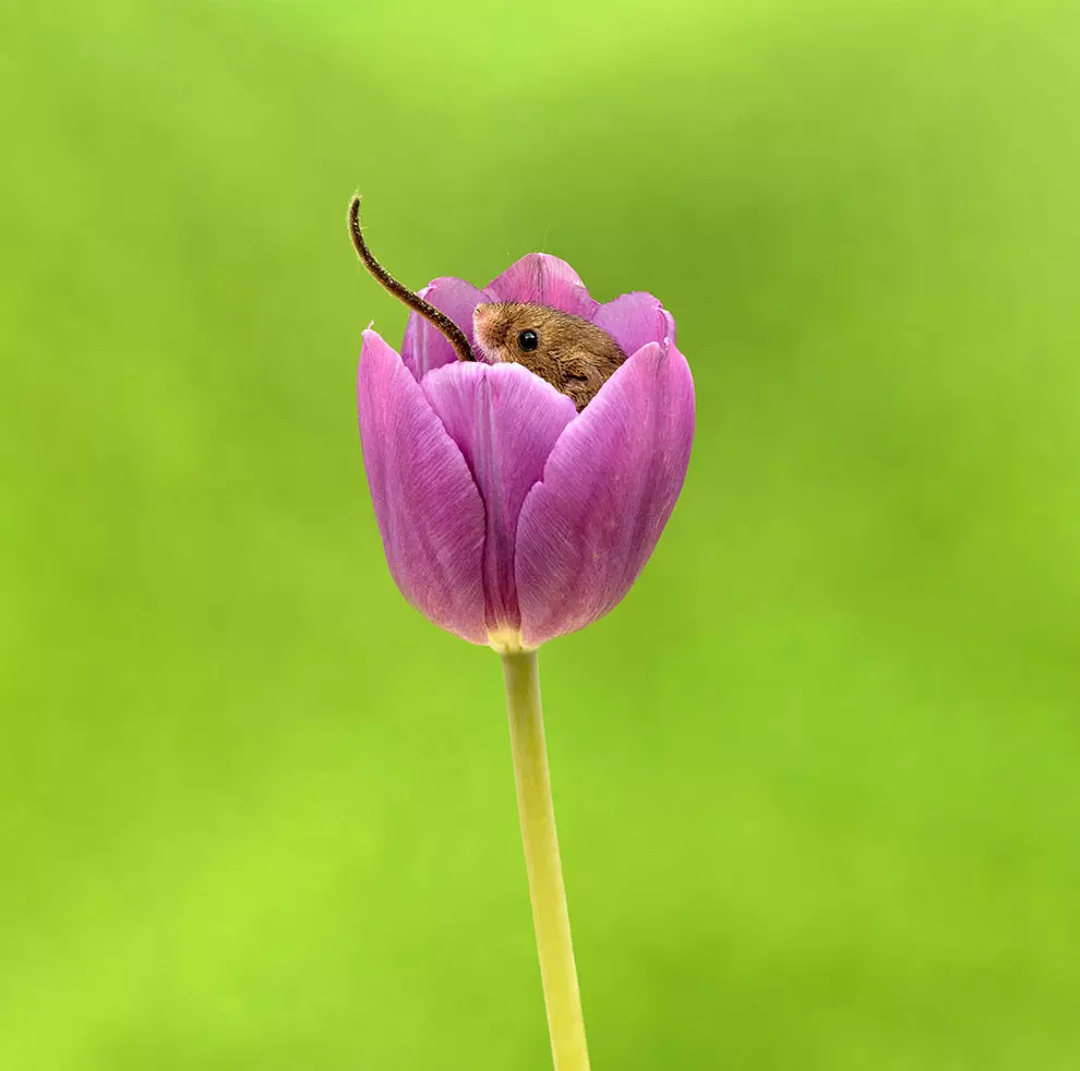 Myš pozitívnyšom fotografom fotograf