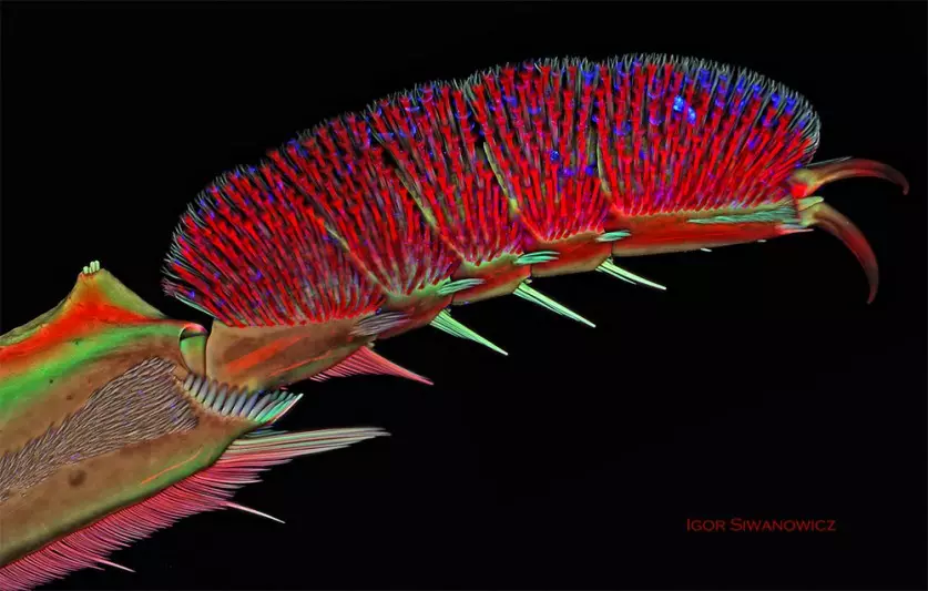 I-microfotography igor sivanovich: i-fihlossinives enamancinci amancinci ngokweenkcukacha;)) 9348_6