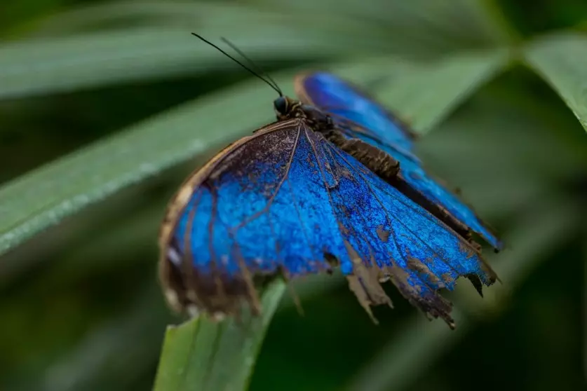 Pārsteigums bezgalīgi! Macrofotographies Patrick Imhofa (Imhof Patrick) 9373_1