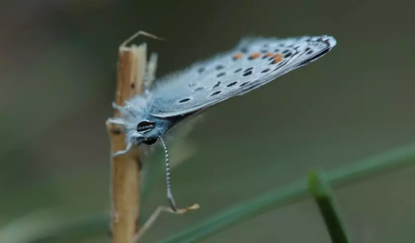 Pārsteigums bezgalīgi! Macrofotographies Patrick Imhofa (Imhof Patrick) 9373_11