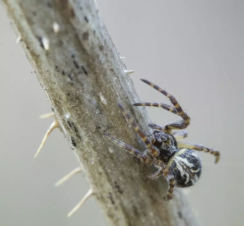 Pārsteigums bezgalīgi! Macrofotographies Patrick Imhofa (Imhof Patrick) 9373_12