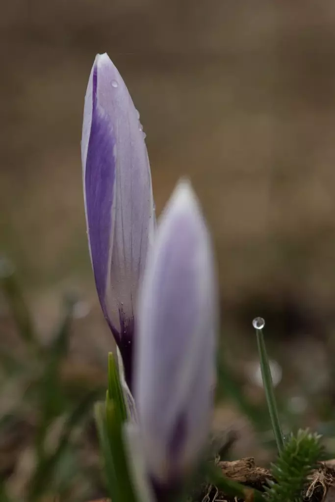 Έκπληξη ατελείωτα! Macrofotographies Patrick Imhofa (Imhof Patrick) 9373_14