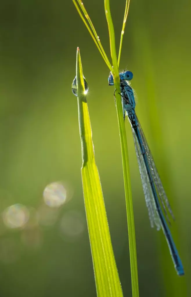 Έκπληξη ατελείωτα! Macrofotographies Patrick Imhofa (Imhof Patrick) 9373_2