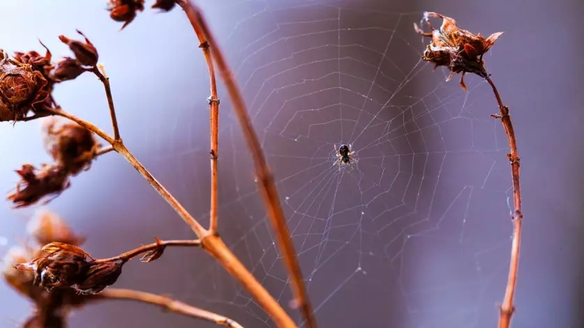 Έκπληξη ατελείωτα! Macrofotographies Patrick Imhofa (Imhof Patrick) 9373_20