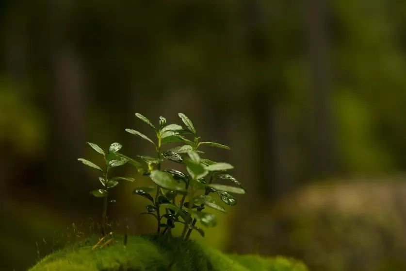 Pārsteigums bezgalīgi! Macrofotographies Patrick Imhofa (Imhof Patrick) 9373_23