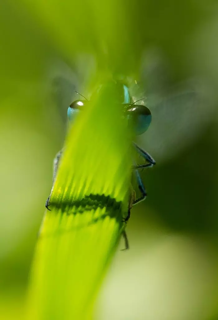 Pārsteigums bezgalīgi! Macrofotographies Patrick Imhofa (Imhof Patrick) 9373_24