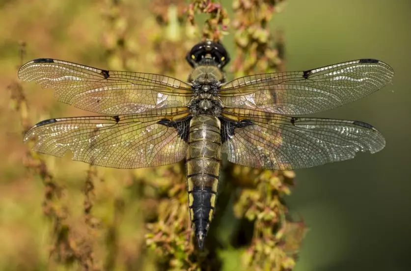 Pārsteigums bezgalīgi! Macrofotographies Patrick Imhofa (Imhof Patrick) 9373_3