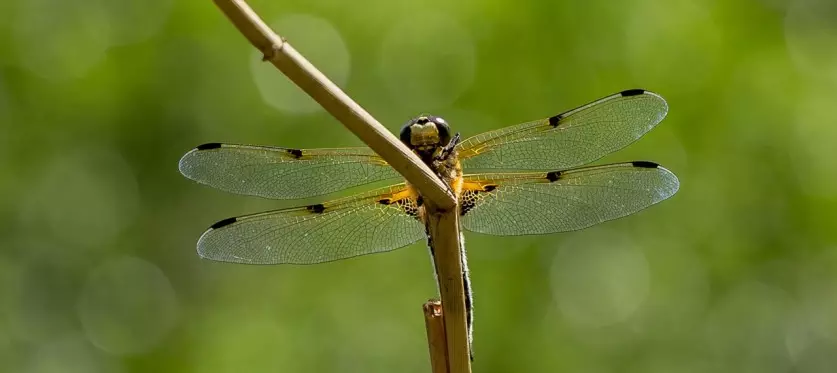 Pārsteigums bezgalīgi! Macrofotographies Patrick Imhofa (Imhof Patrick) 9373_4