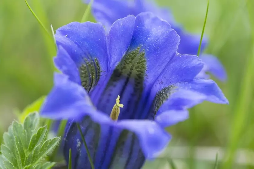 Έκπληξη ατελείωτα! Macrofotographies Patrick Imhofa (Imhof Patrick) 9373_9