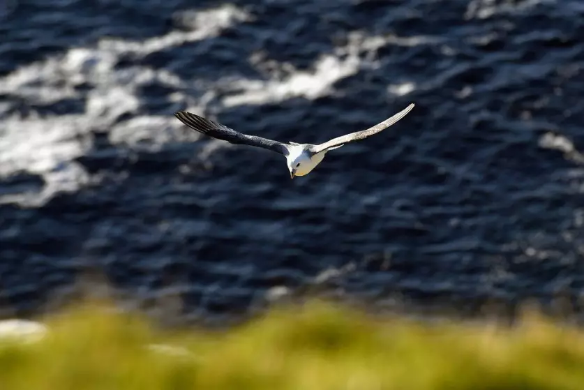 Fula - the most distant inhabitable island in the UK;) Photographer Jeff Mitchell (Jeff J Mitchell) 9387_19