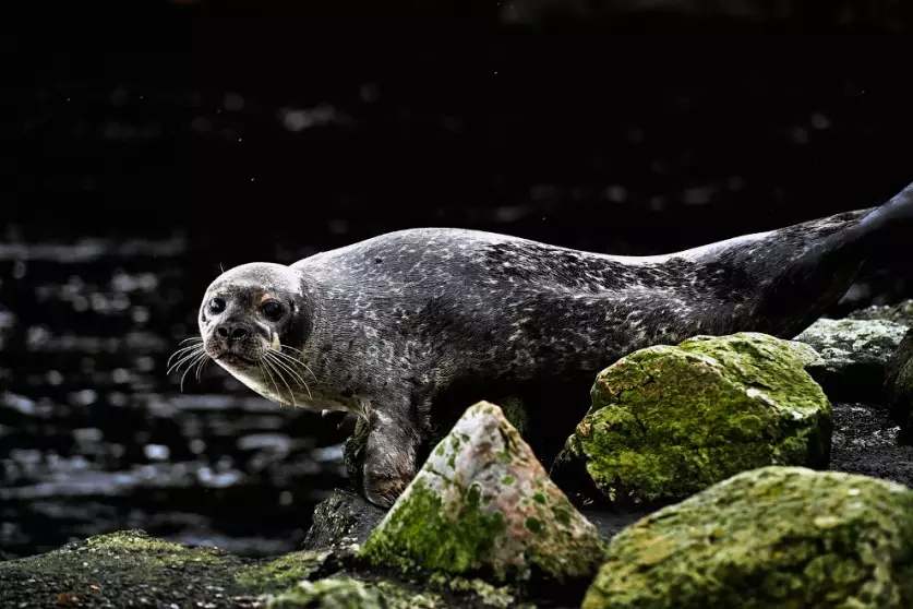 Fula - the most distant inhabitable island in the UK;) Photographer Jeff Mitchell (Jeff J Mitchell) 9387_20