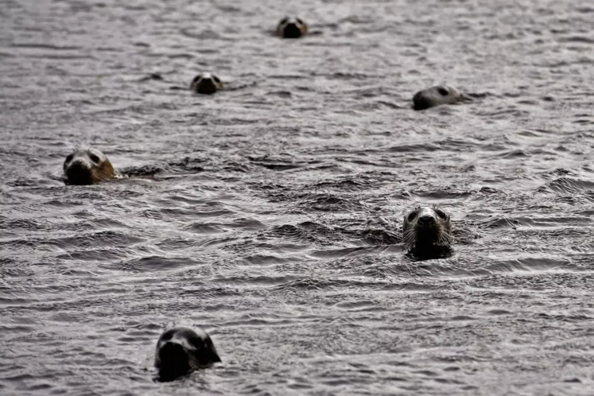 Fula - the most distant inhabitable island in the UK;) Photographer Jeff Mitchell (Jeff J Mitchell) 9387_5