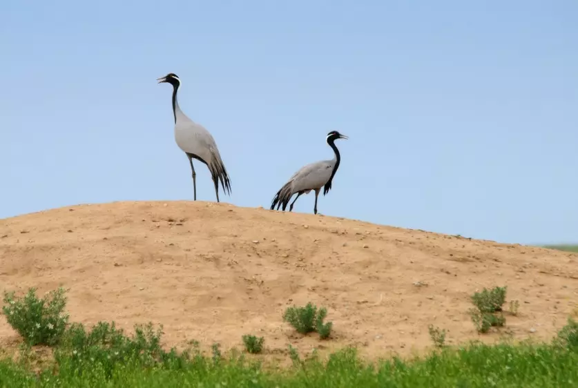 Bukela konke! Umhlaba Obukhoma weKalmykia emshinini we-lens rostislava 9454_12