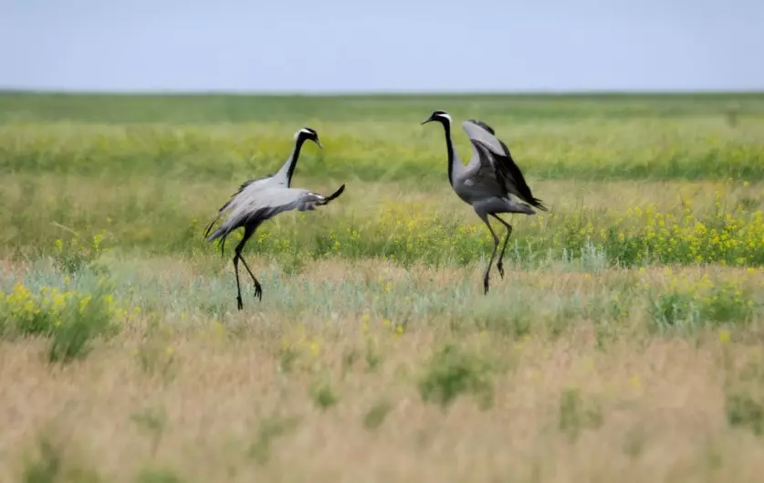 Bukela konke! Umhlaba Obukhoma weKalmykia emshinini we-lens rostislava 9454_15