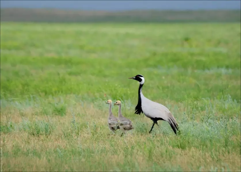 Bukela konke! Umhlaba Obukhoma weKalmykia emshinini we-lens rostislava 9454_16