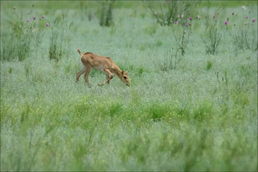 Vaata kõike! Live World Kalmykia Lens Rostislava masinas 9454_3