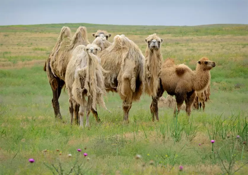 همه چیز را تماشا کن جهان زنده Kalmykia در لنز Rostislava ماشین 9454_4