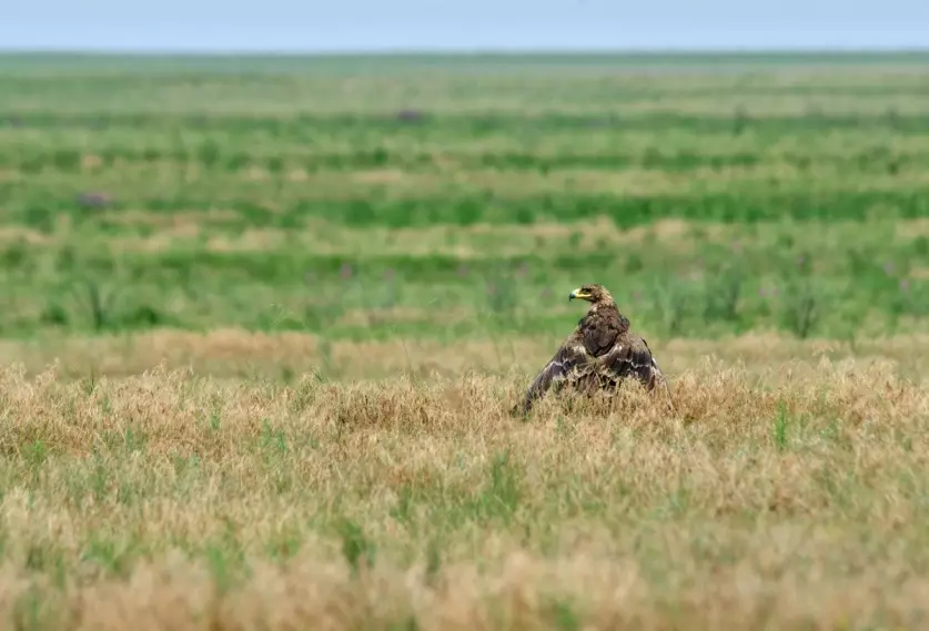 Assista tudo! Mundo vivo de Kalmykia na máquina de Lens Rostislava 9454_7