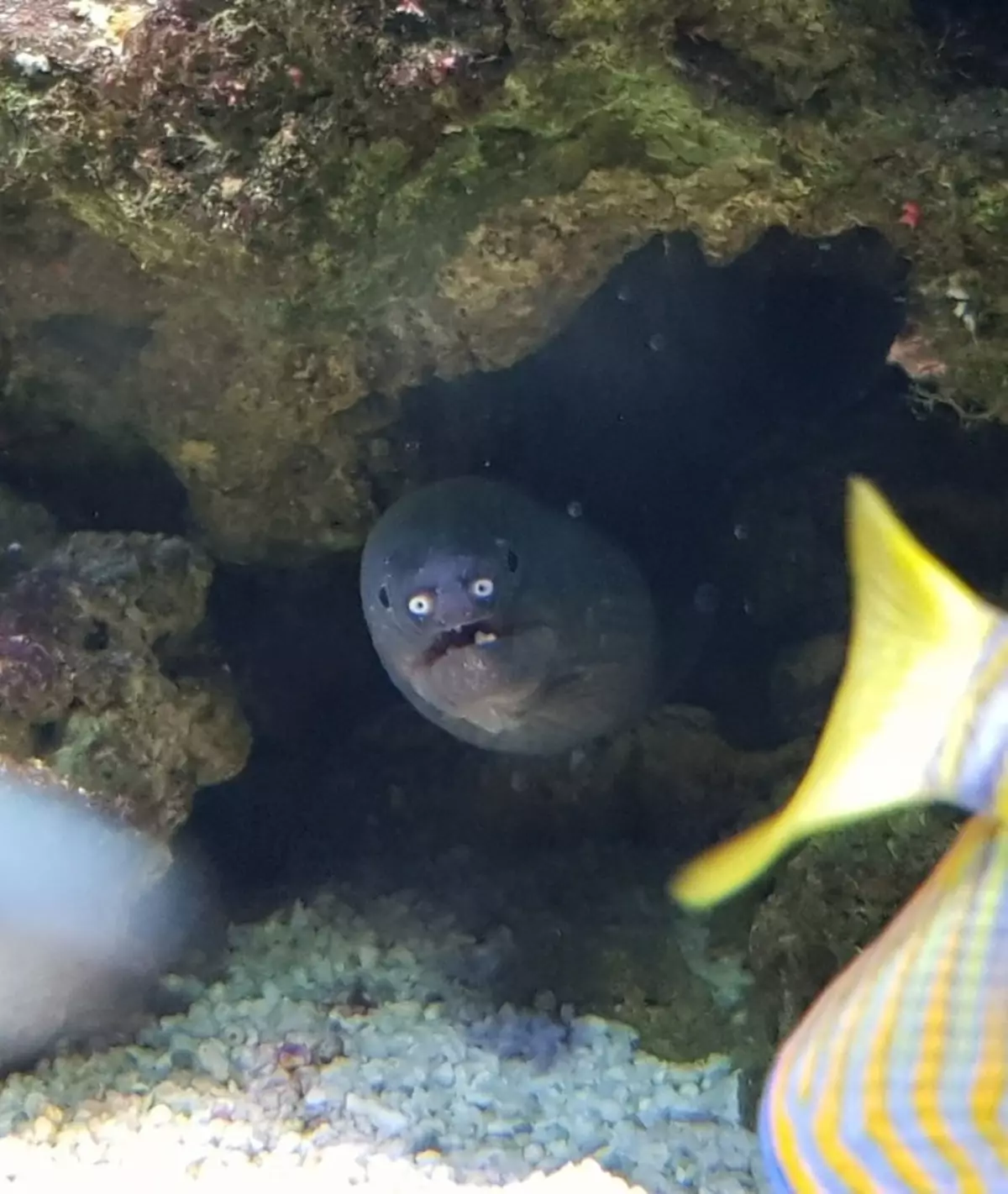 Fotograf fotograf patka patka tehnika fenomen fenomen pod vodom