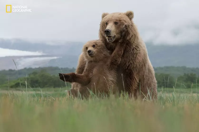 Ifølge leserne;) De mest interessante bildene av National Geographic 2016 9524_3