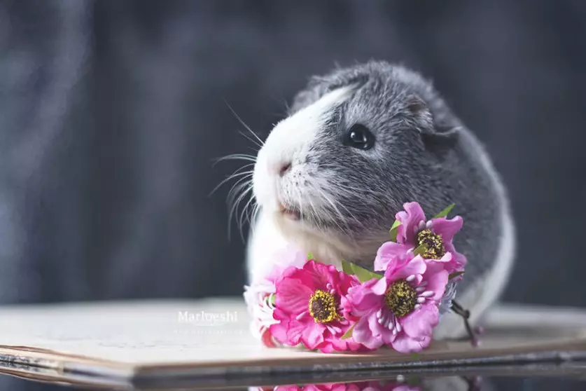 Hlangana ne-Photogenic Guinea Pig eMarloes Van Antwerpen) 9530_1