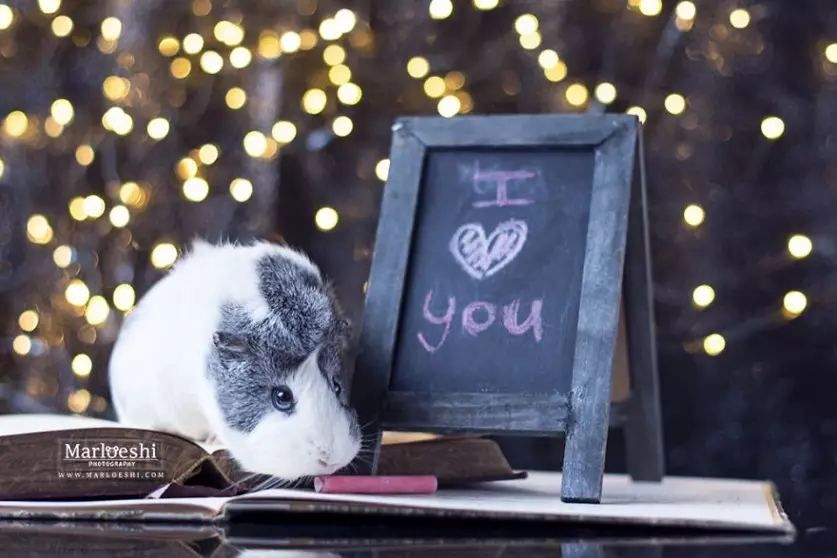 Hlangana ne-Photogenic Guinea Pig eMarloes Van Antwerpen) 9530_10