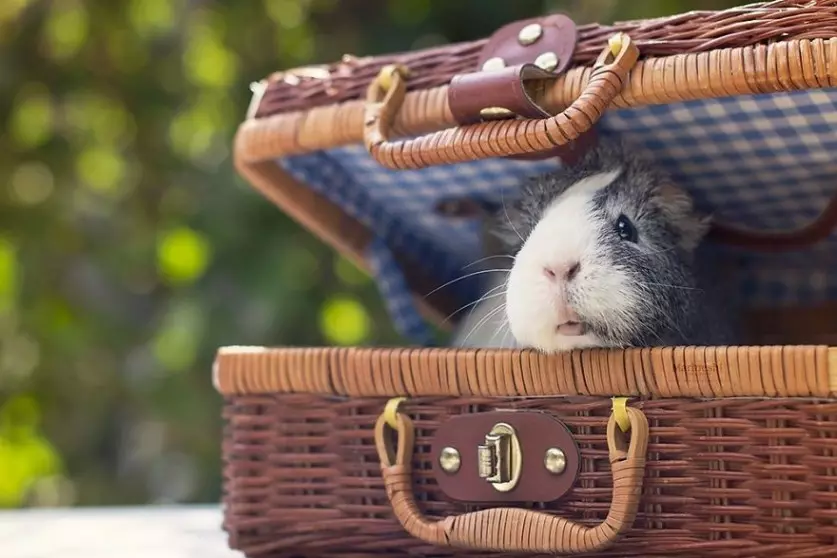 Hlangana ne-Photogenic Guinea Pig eMarloes Van Antwerpen) 9530_16