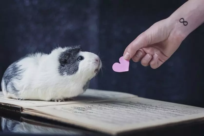 Hlangana ne-Photogenic Guinea Pig eMarloes Van Antwerpen) 9530_18