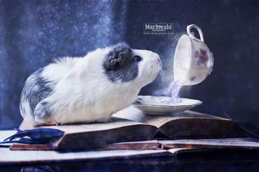 Hlangana ne-Photogenic Guinea Pig eMarloes Van Antwerpen) 9530_19