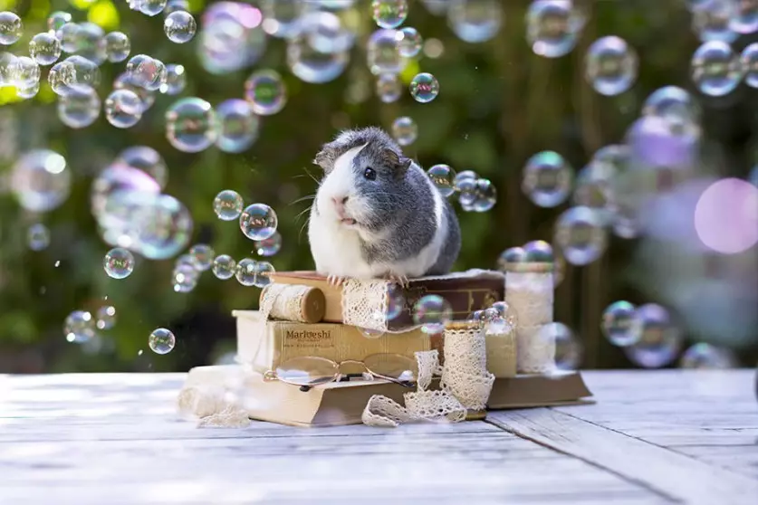 Hlangana ne-Photogenic Guinea Pig eMarloes Van Antwerpen) 9530_2