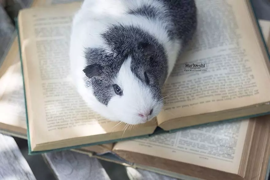 Hlangana, Photogenic Guinea Pig Nicknamed MPS