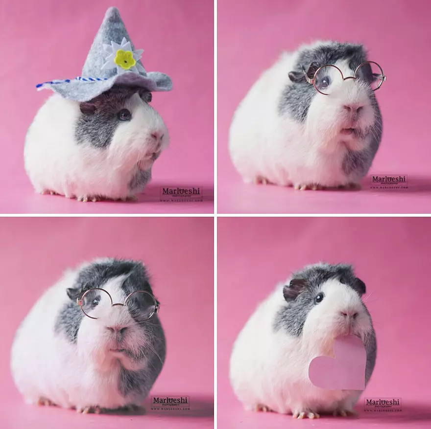 Hlangana, Photogenic Guinea Pig Nicknamed MPS