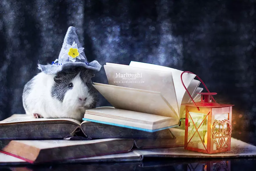 Hlangana, Photogenic Guinea Pig Nicknamed MPS